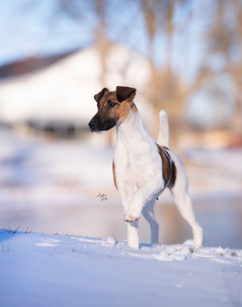 CH Misty Hollow’s Reign On ROM – Decorum Smooth Fox Terriers