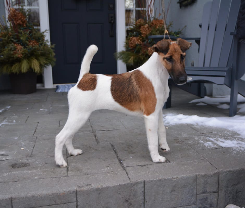 CH Misty Hollow’s Reign On ROM – Decorum Smooth Fox Terriers